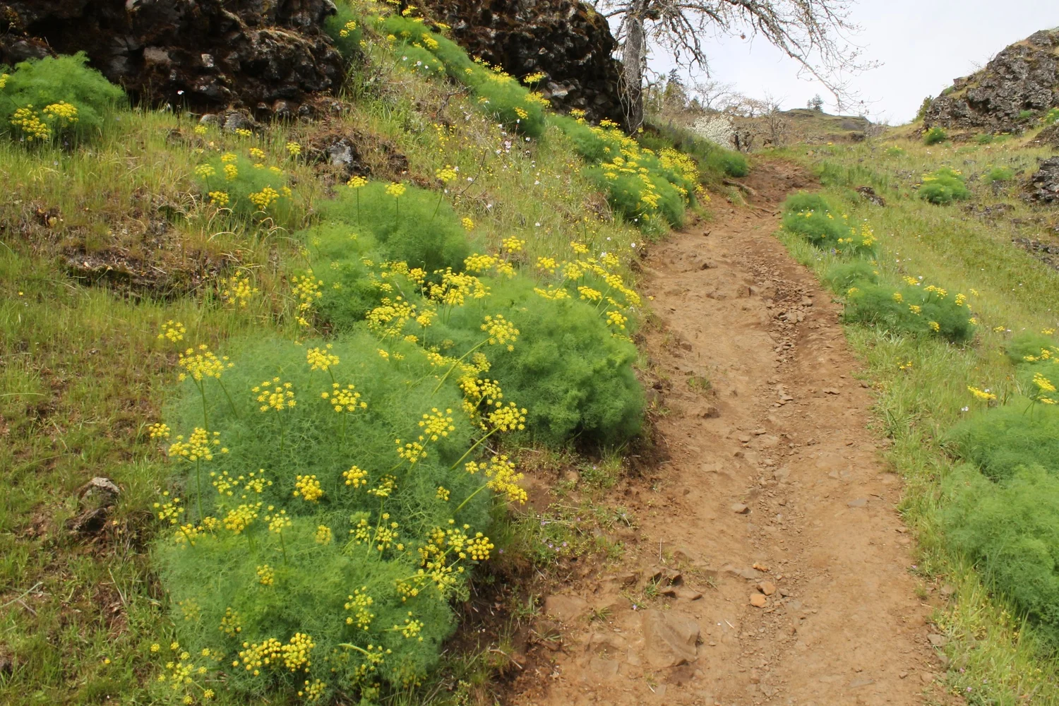 Labyrinth Trail to Coyote Wall Loop Hike — Pines and Vines