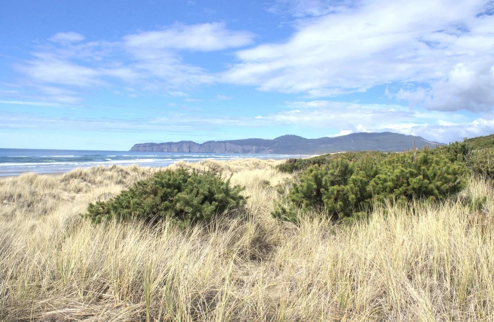 Birds, Trails, and Beaches at Sitka Sedge State Natural Area — Pines ...