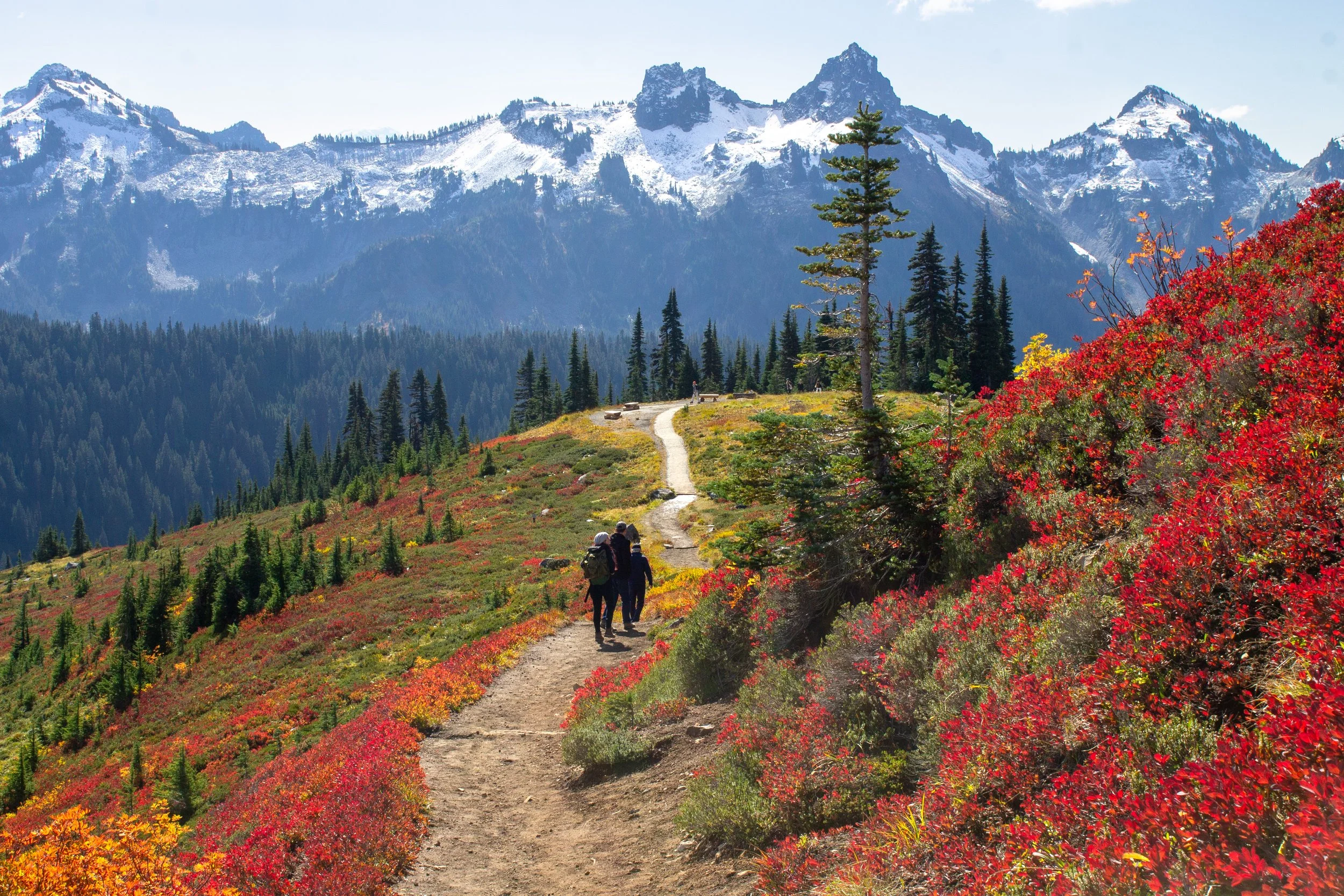 Quick Guide to Visiting Mt Rainier National Park in October — Pines and ...