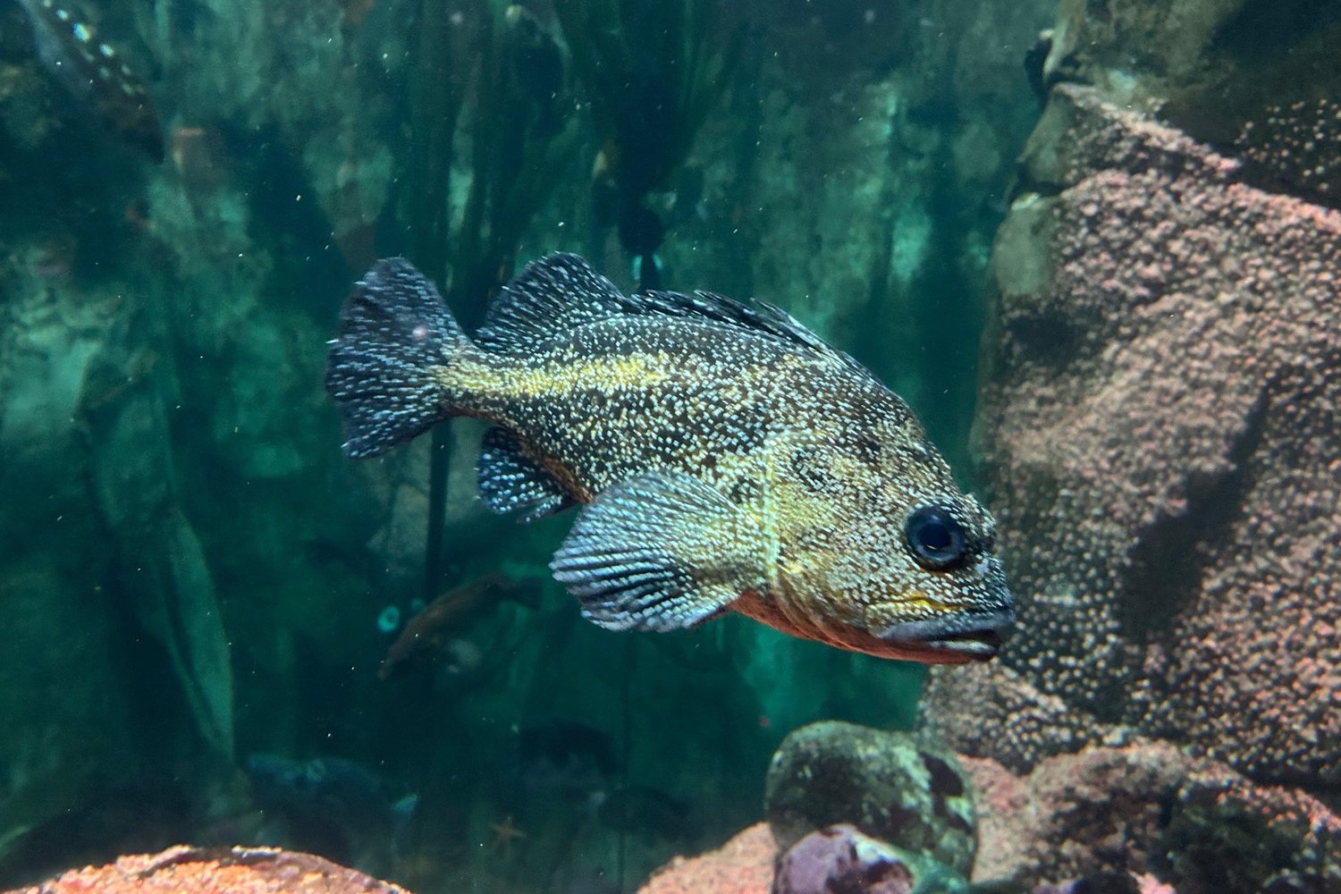 Quick Guide to the Oregon Coast Aquarium in Newport — Pines and Vines