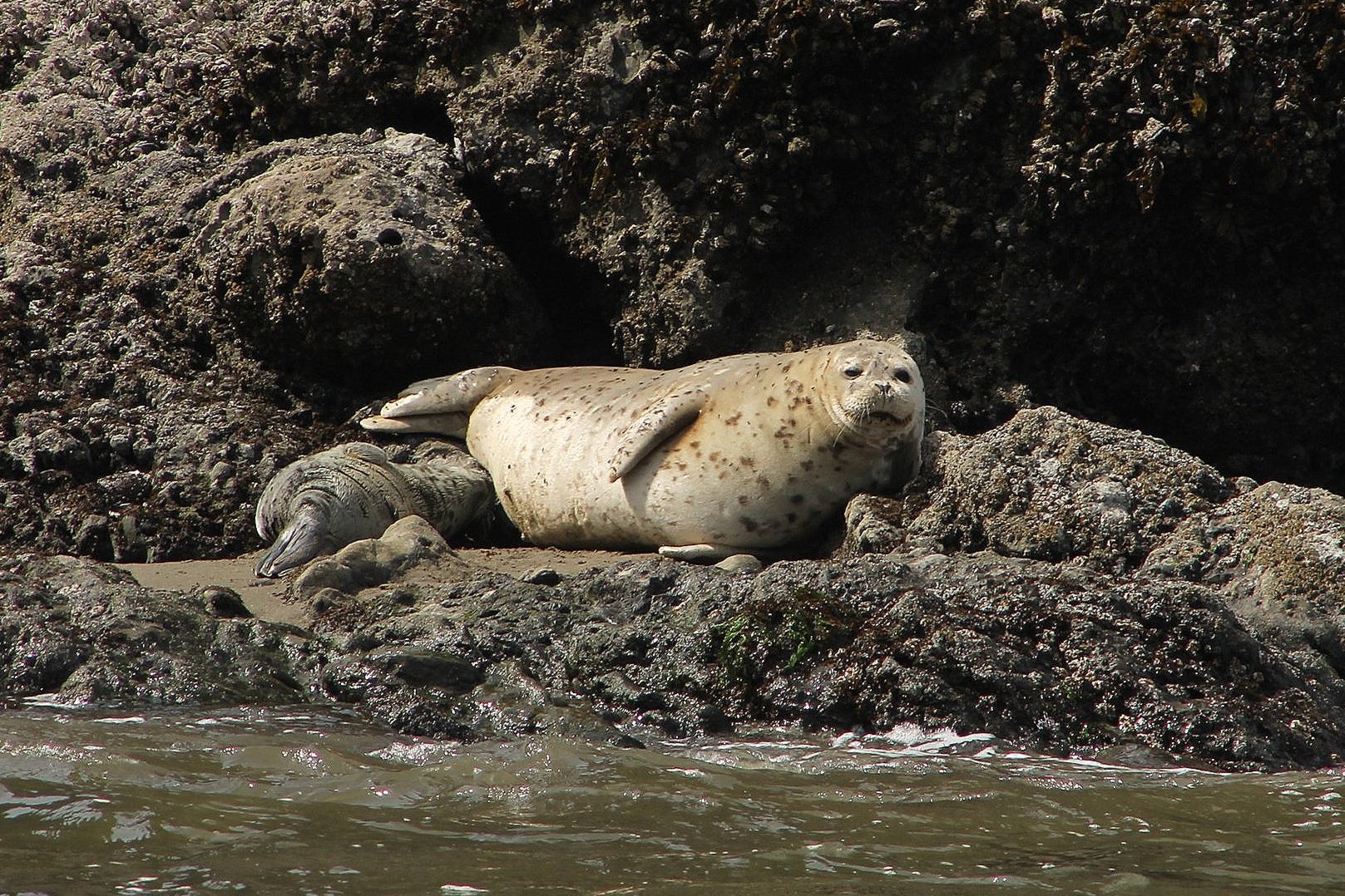 Amazing Wildlife of the Oregon Coast (and where to see it! — Pines and ...
