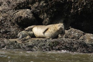 Amazing Wildlife of the Oregon Coast (and where to see it! — Pines and ...