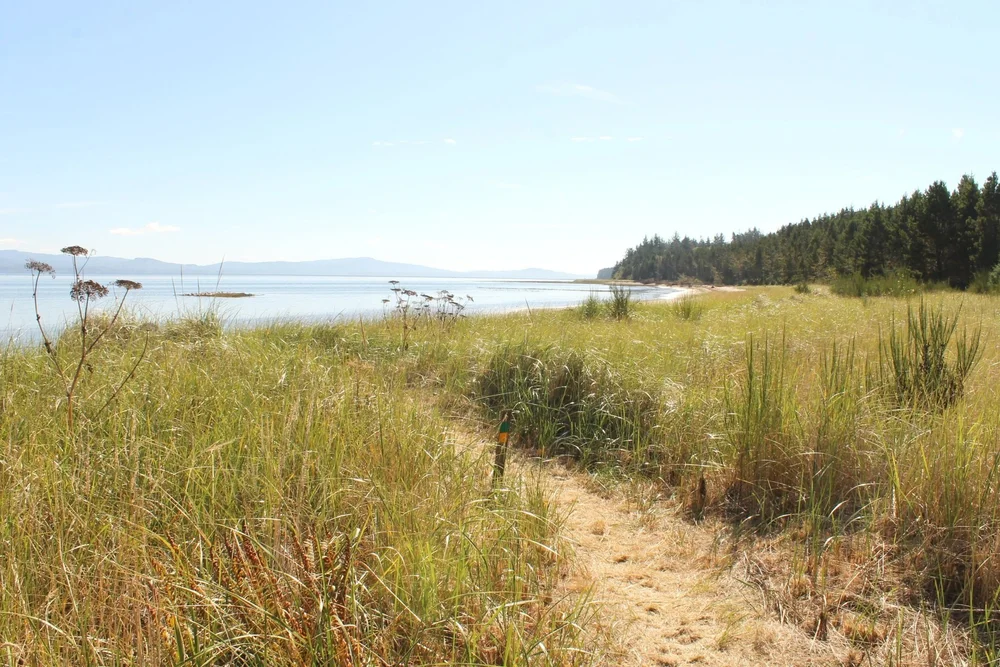 16 Fun Things to Do in Long Beach, WA — Pines and Vines — Pines and Vines