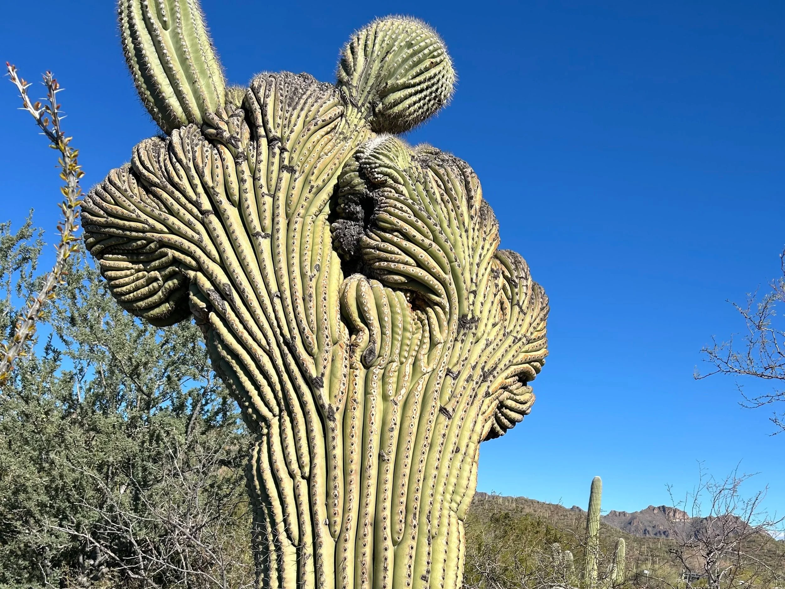 Quick Guide to Visiting Tucson, AZ, in the Winter — Pines and Vines