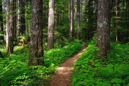 The Lewis River’s Magnificent Waterfalls — Pines and Vines