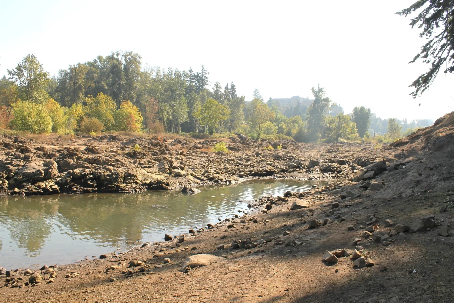Portland's Magnificent Elk Rock Island — Pines and Vines