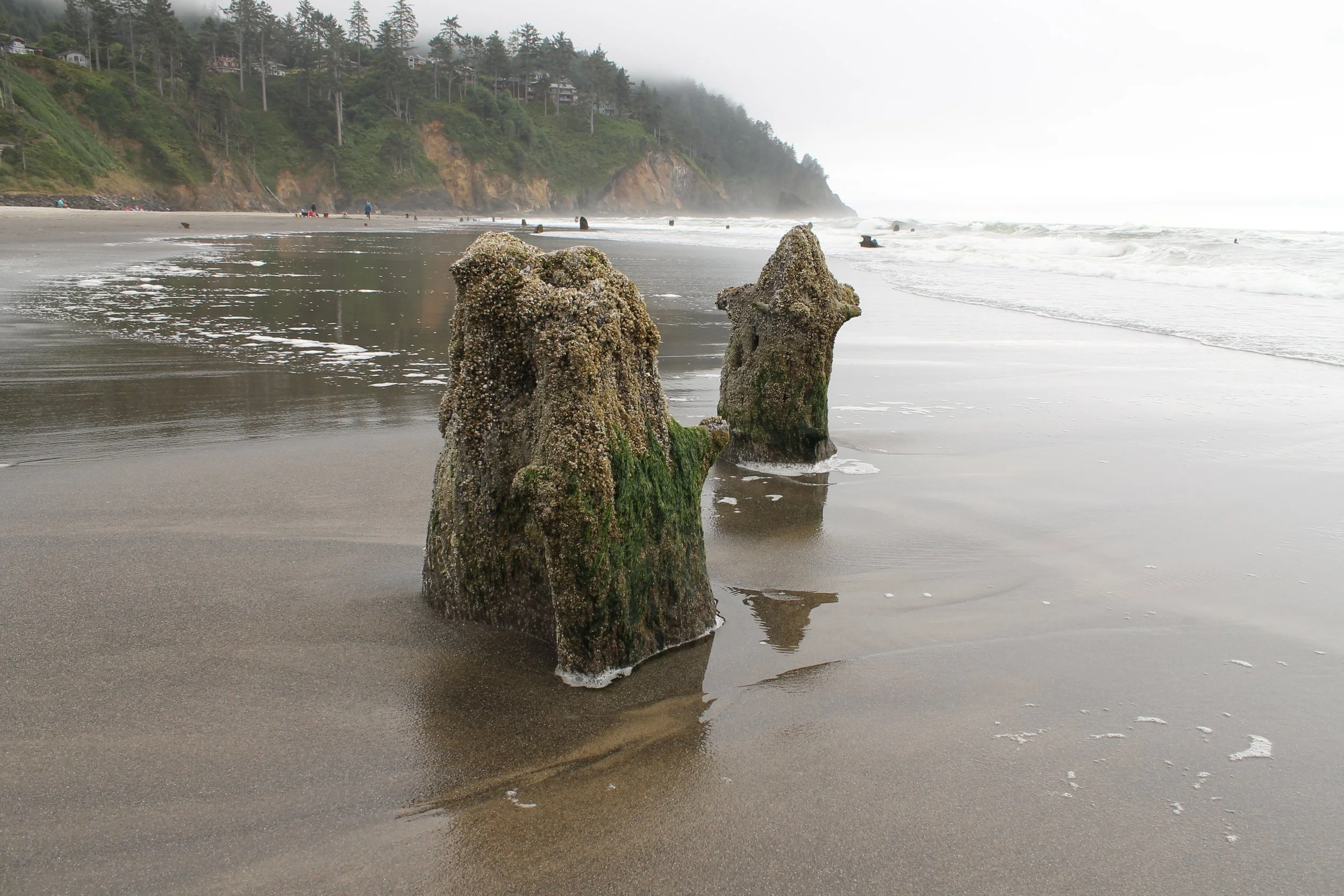 20 Most Stunning Beaches on the Oregon Coast — Pines and Vines