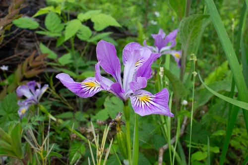 Hike the Shellburg Falls Trail [Reopened 2024] — Pines and Vines
