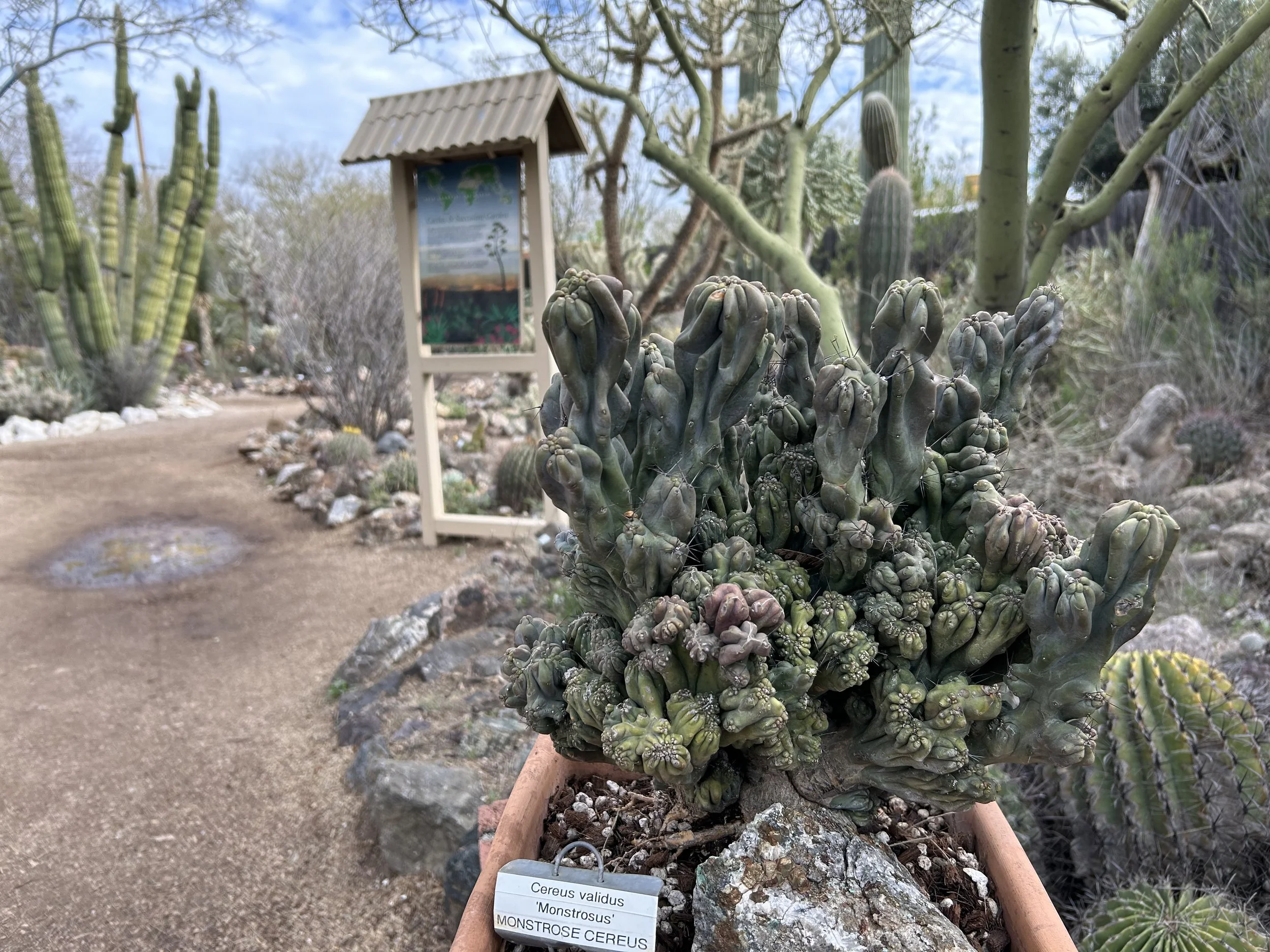 Quick Guide to Visiting Tucson, AZ, in the Winter — Pines and Vines