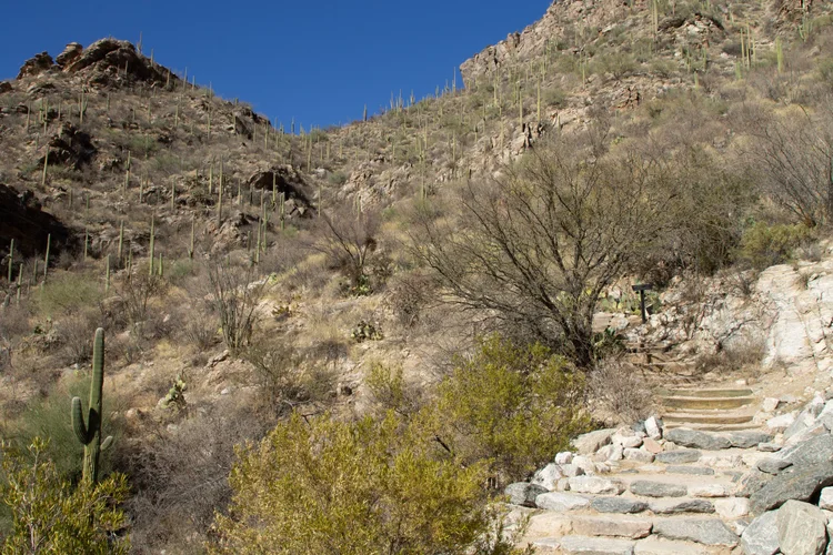 Quick Guide to Sabino Canyon Recreation Area — Pines and Vines