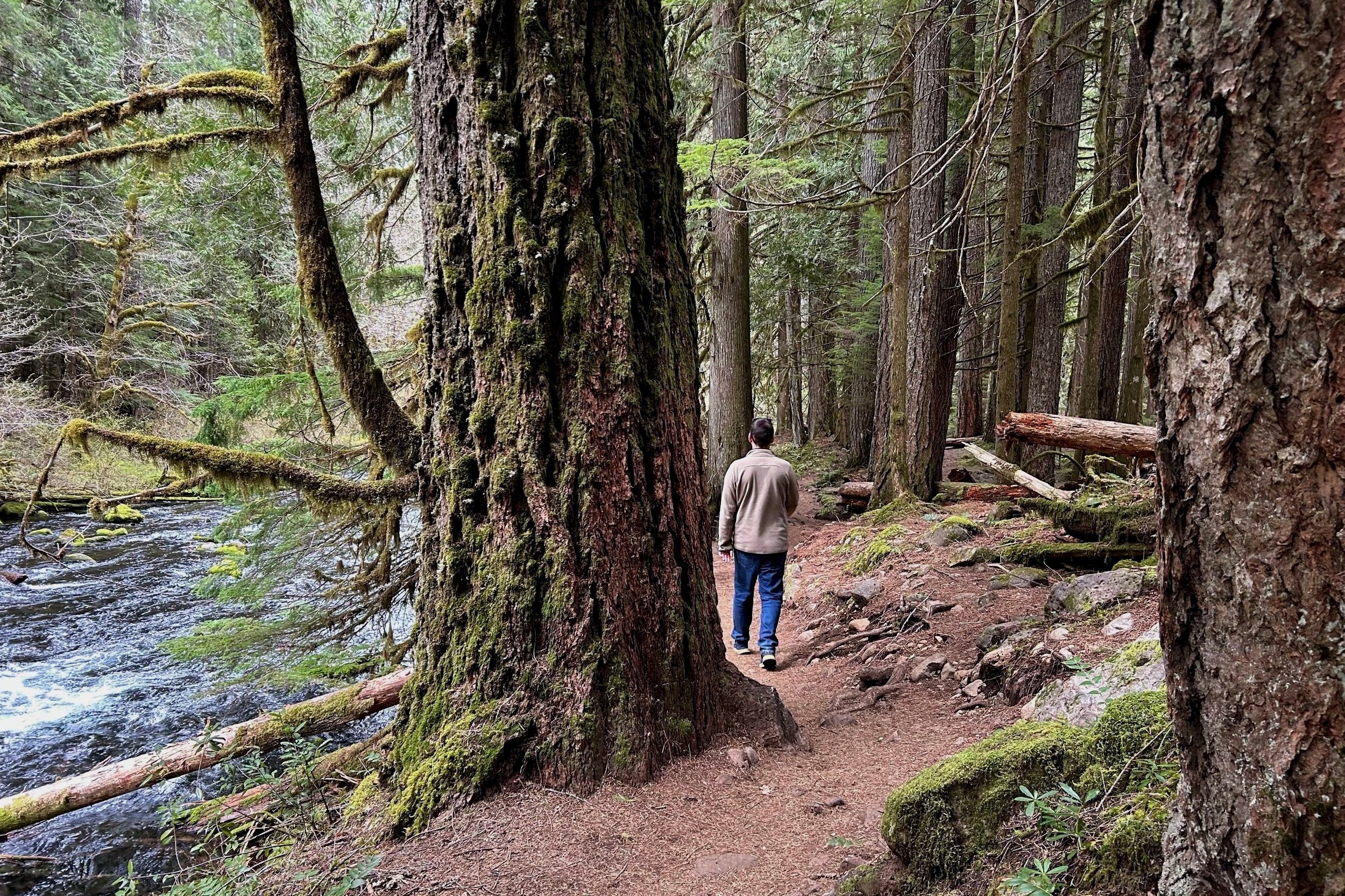 How to Visit the Tamolitch Blue Pool — Pines and Vines