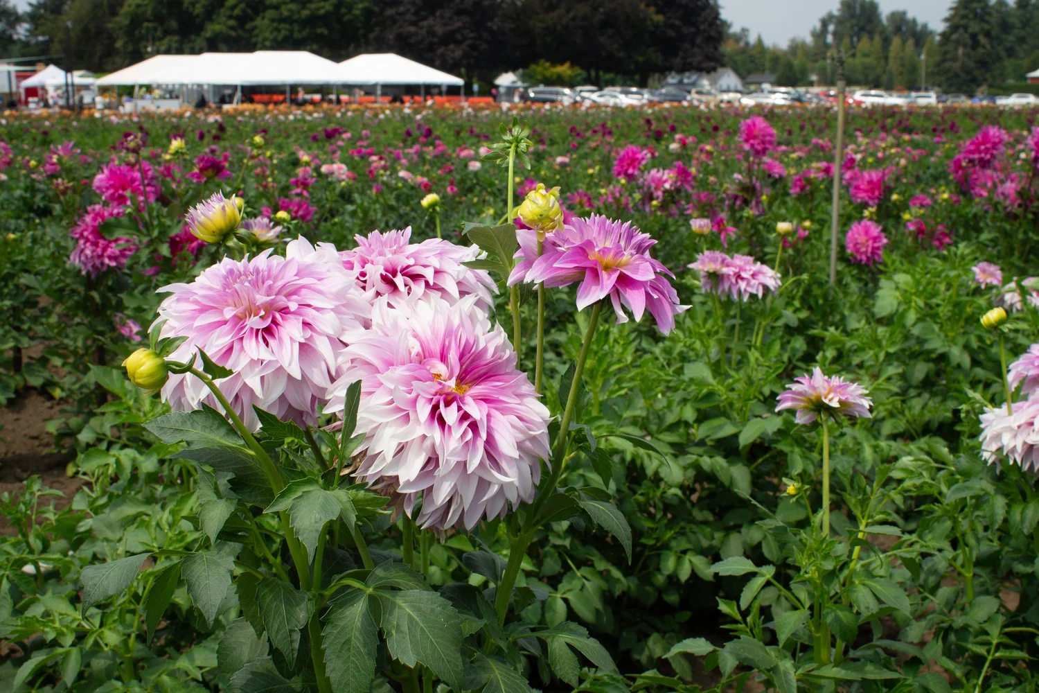 Swan Island Dahlia Festival — Pines and Vines