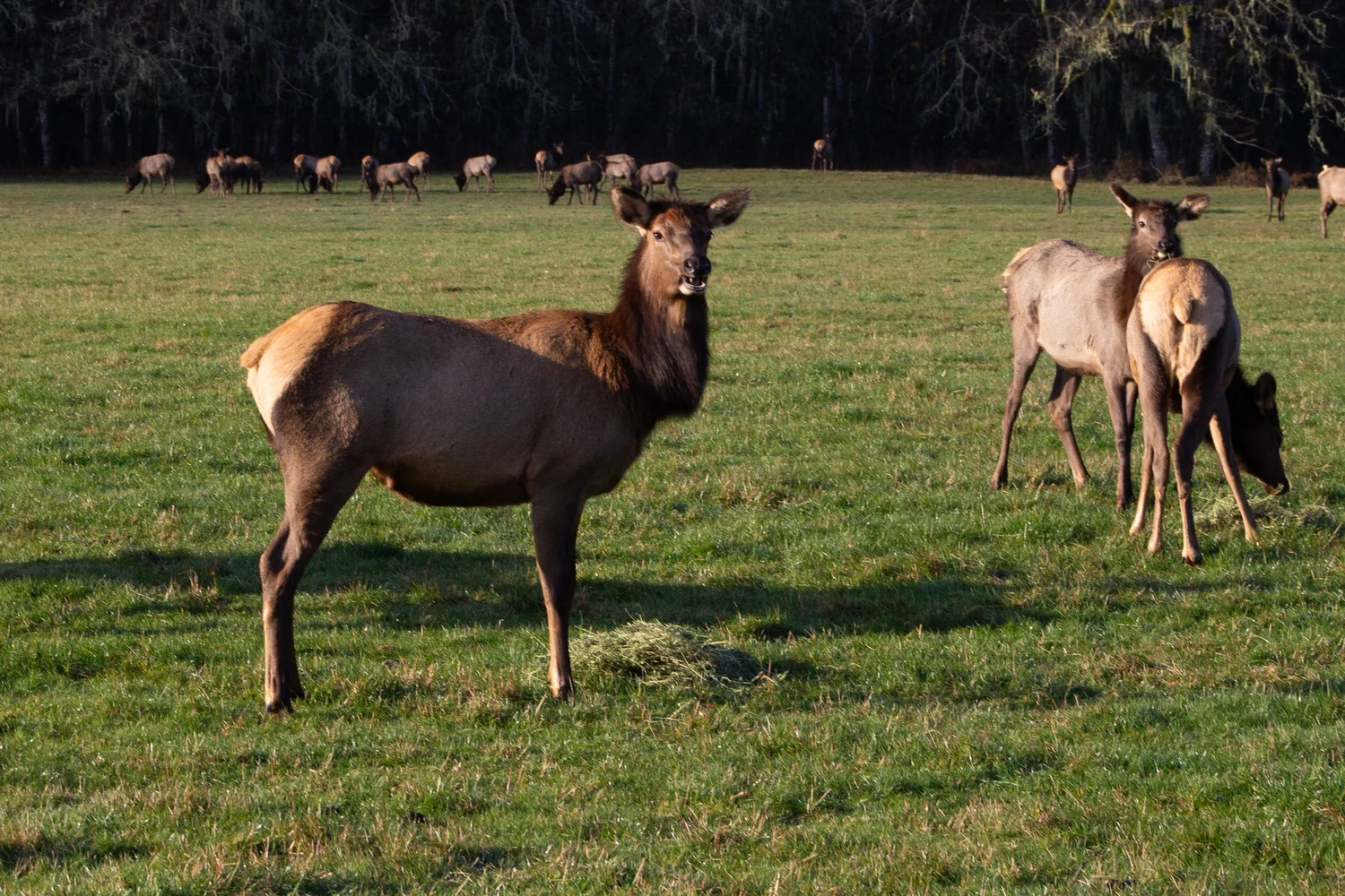 How to Take an Elk Feeding Tour at Jewell Meadows — Pines and Vines