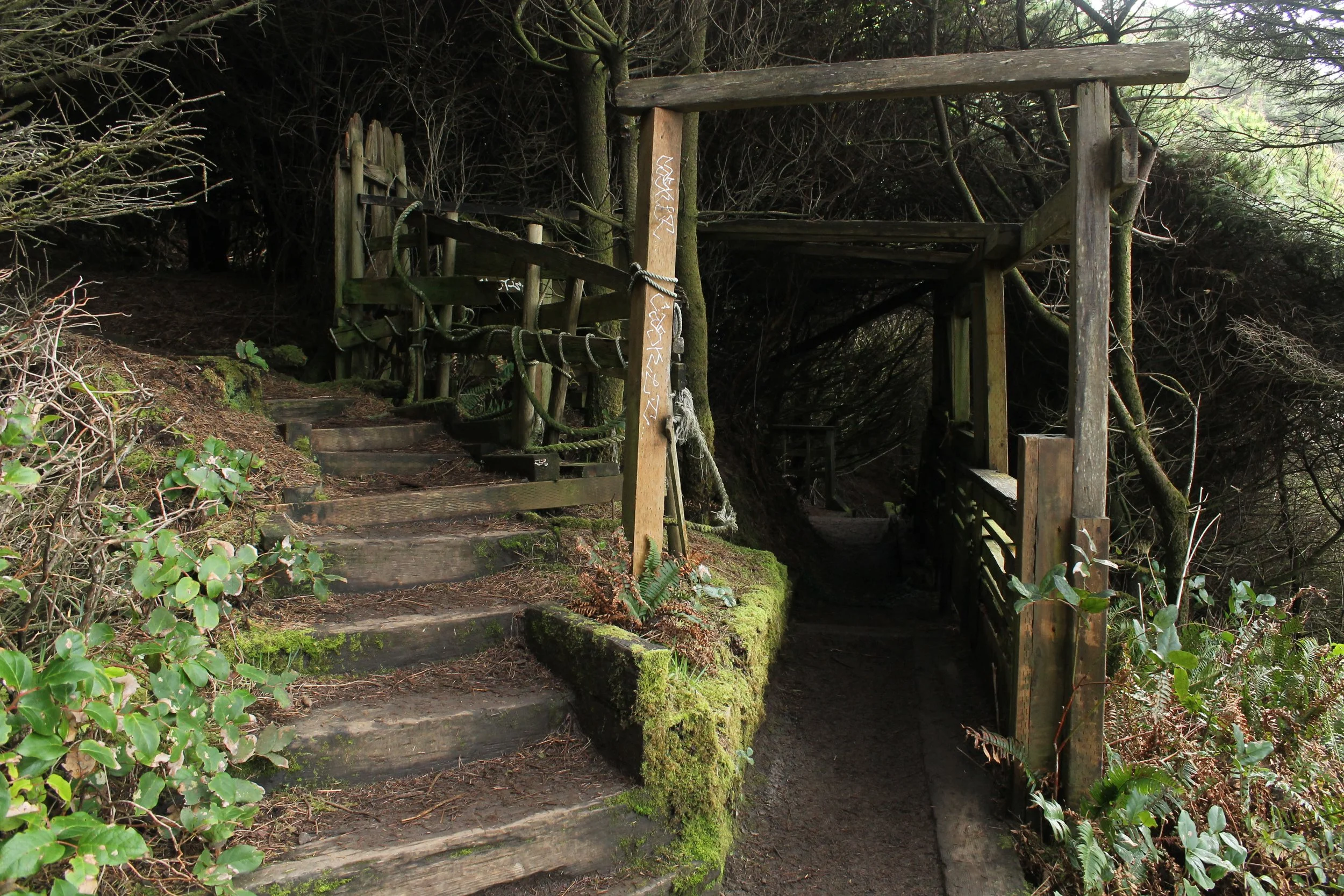 How to Find Short Beach on the Oregon Coast — Pines and Vines