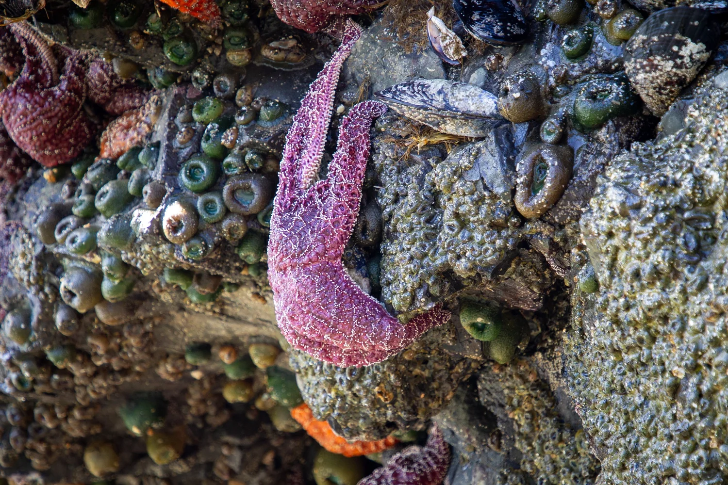 20 Best Oregon Coast Beaches to See Tidepools — Pines and Vines