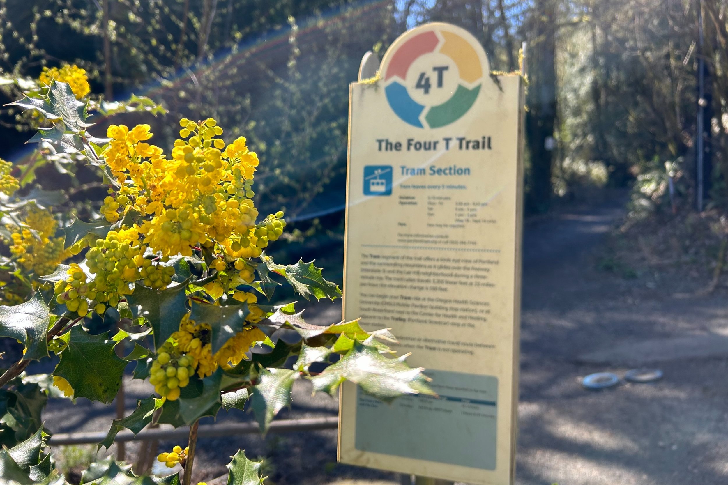 Portland’s 4T Trail, Step by Step — Pines and Vines