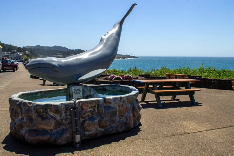 Quick Guide to Whale Watching at the Oregon Coast — Pines and Vines