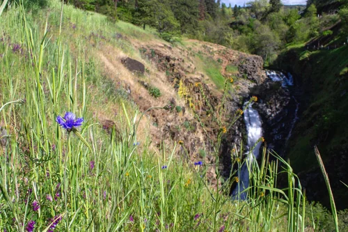 The Glorious Wildflowers of the Mosier Plateau — Pines and Vines