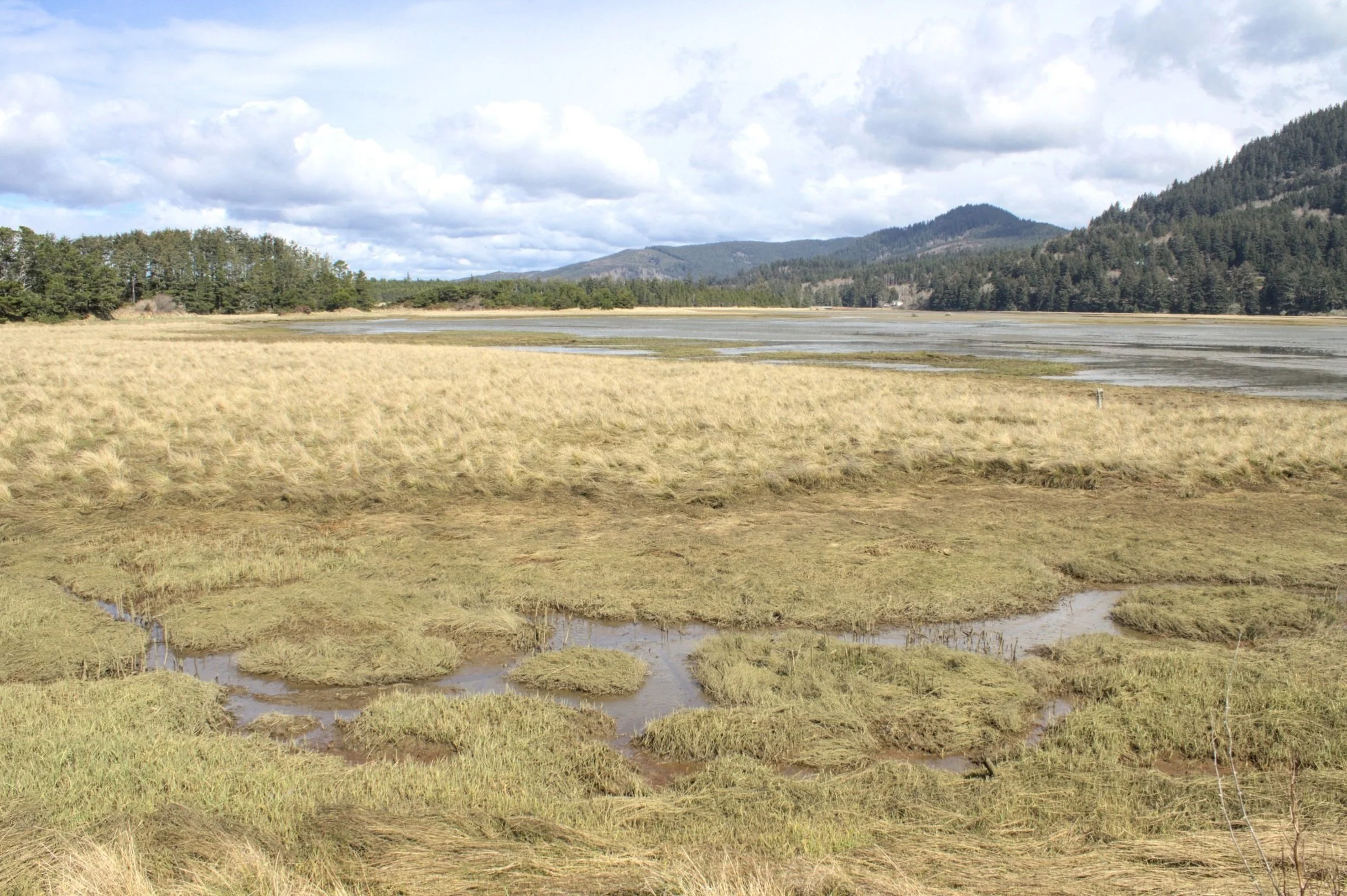 Birds, Trails, and Beaches at Sitka Sedge State Natural Area — Pines ...
