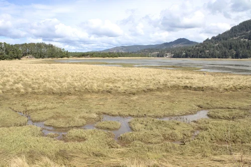 Birds, Trails, and Beaches at Sitka Sedge State Natural Area — Pines ...