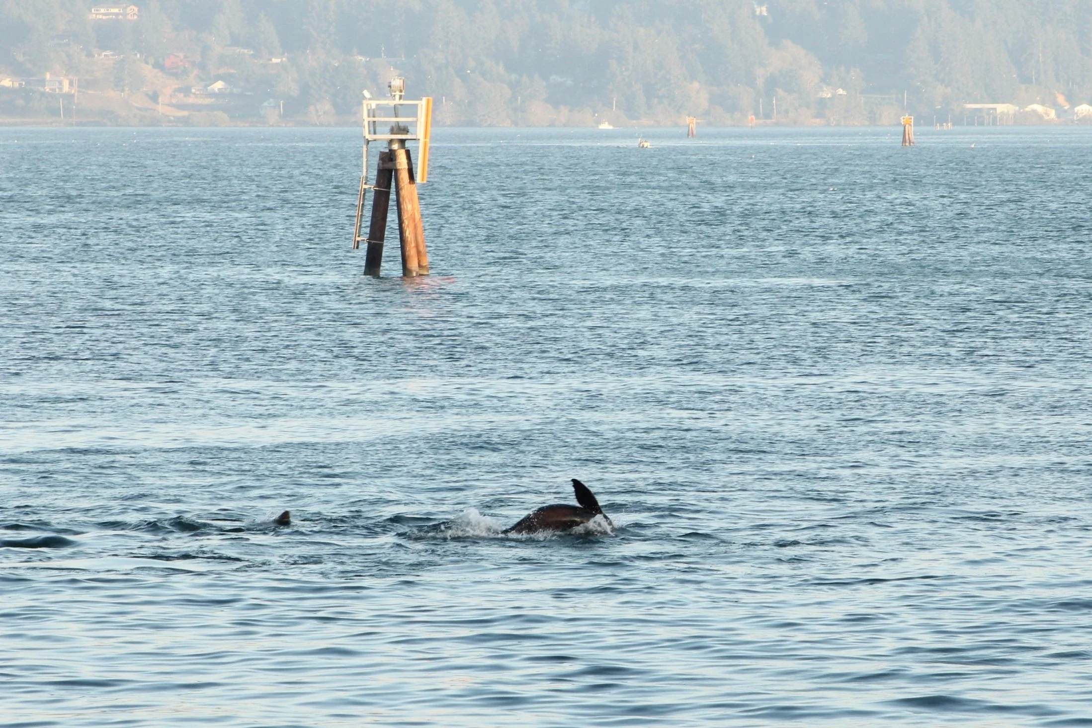 Quick Guide to Whale Watching at the Oregon Coast — Pines and Vines