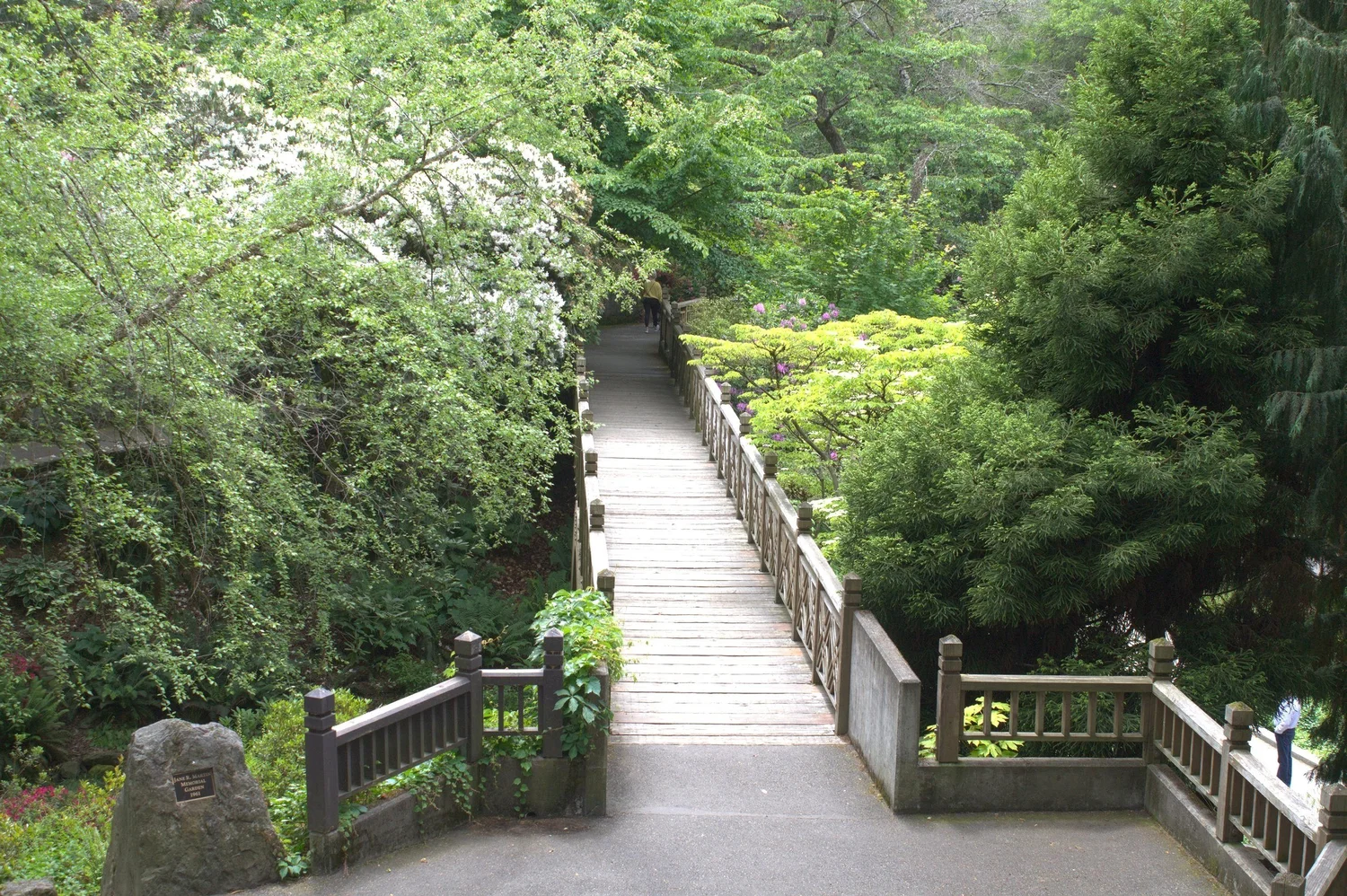A quick guide to Portland’s Crystal Springs Rhododendron Garden — Pines ...