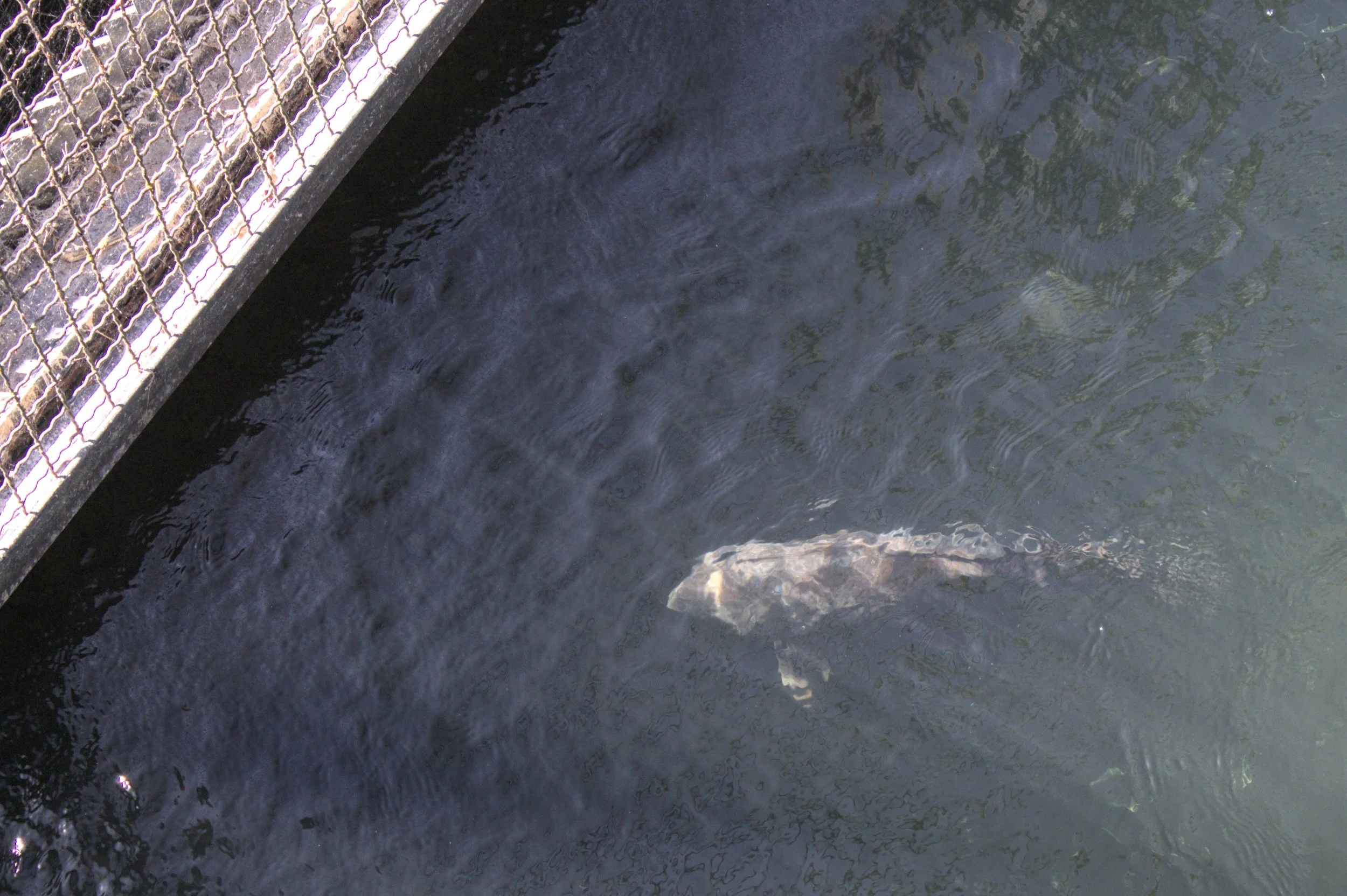 How to Watch the Salmon Migrate at Bonneville Dam — Pines and Vines