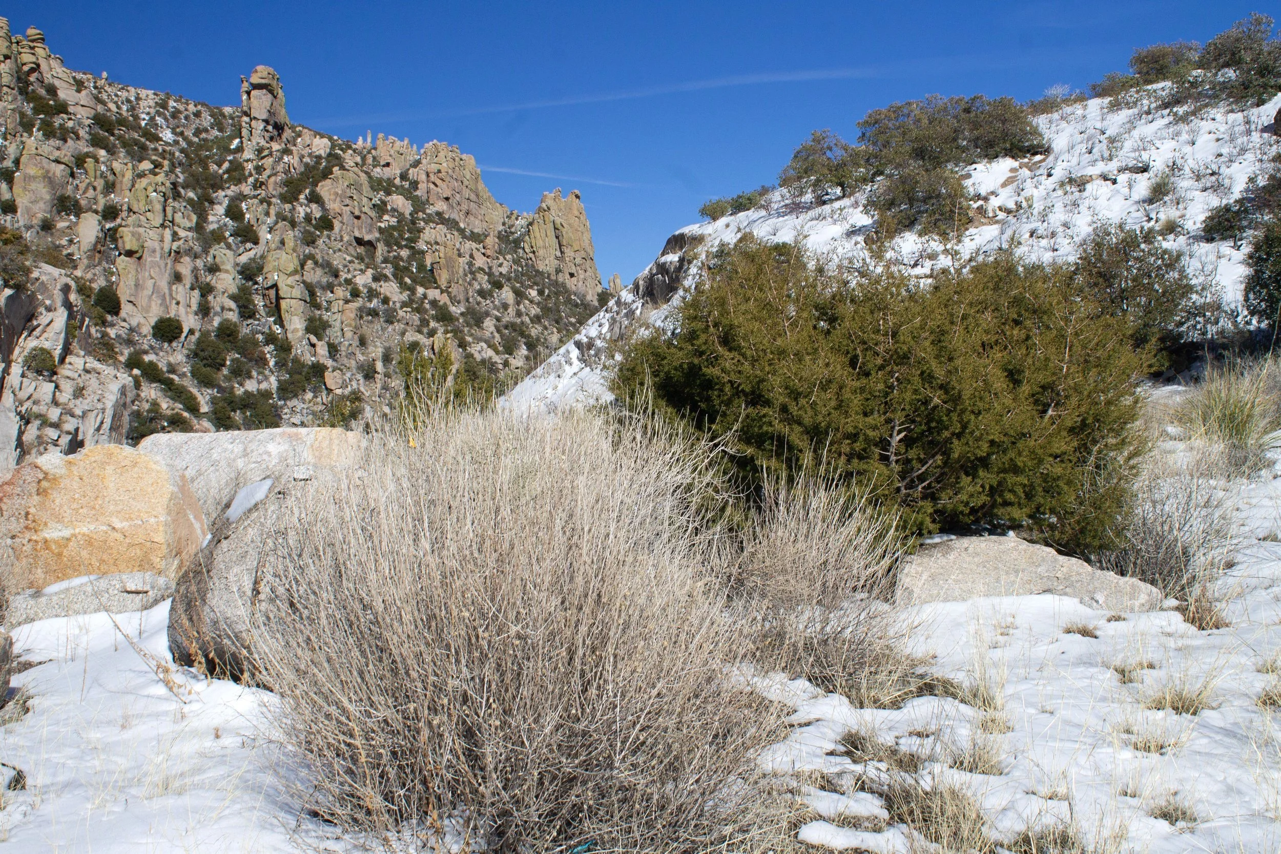 Quick Guide to Visiting Tucson, AZ, in the Winter — Pines and Vines