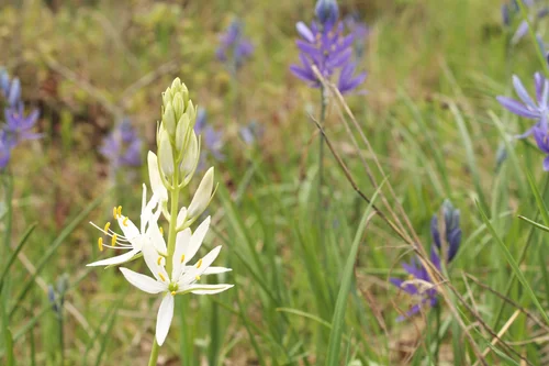 Camassia Natural Area and 2 More Parks to See Camas Blooming Near ...