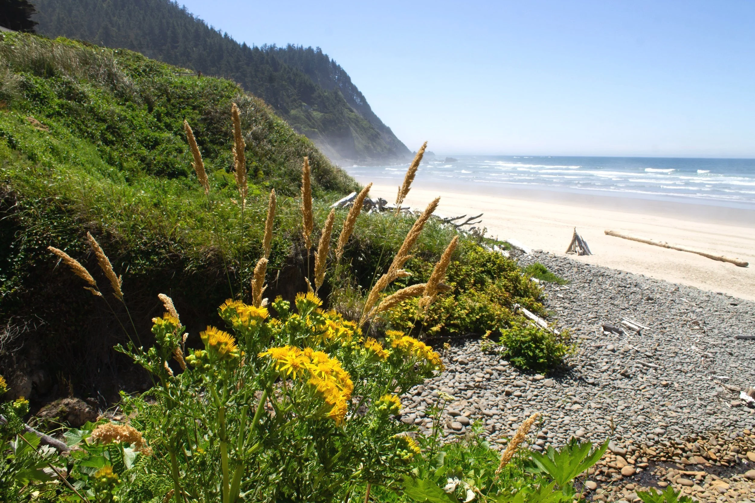 How to Find Cove Beach, a Secret Beach near Manzanita, OR — Pines and Vines