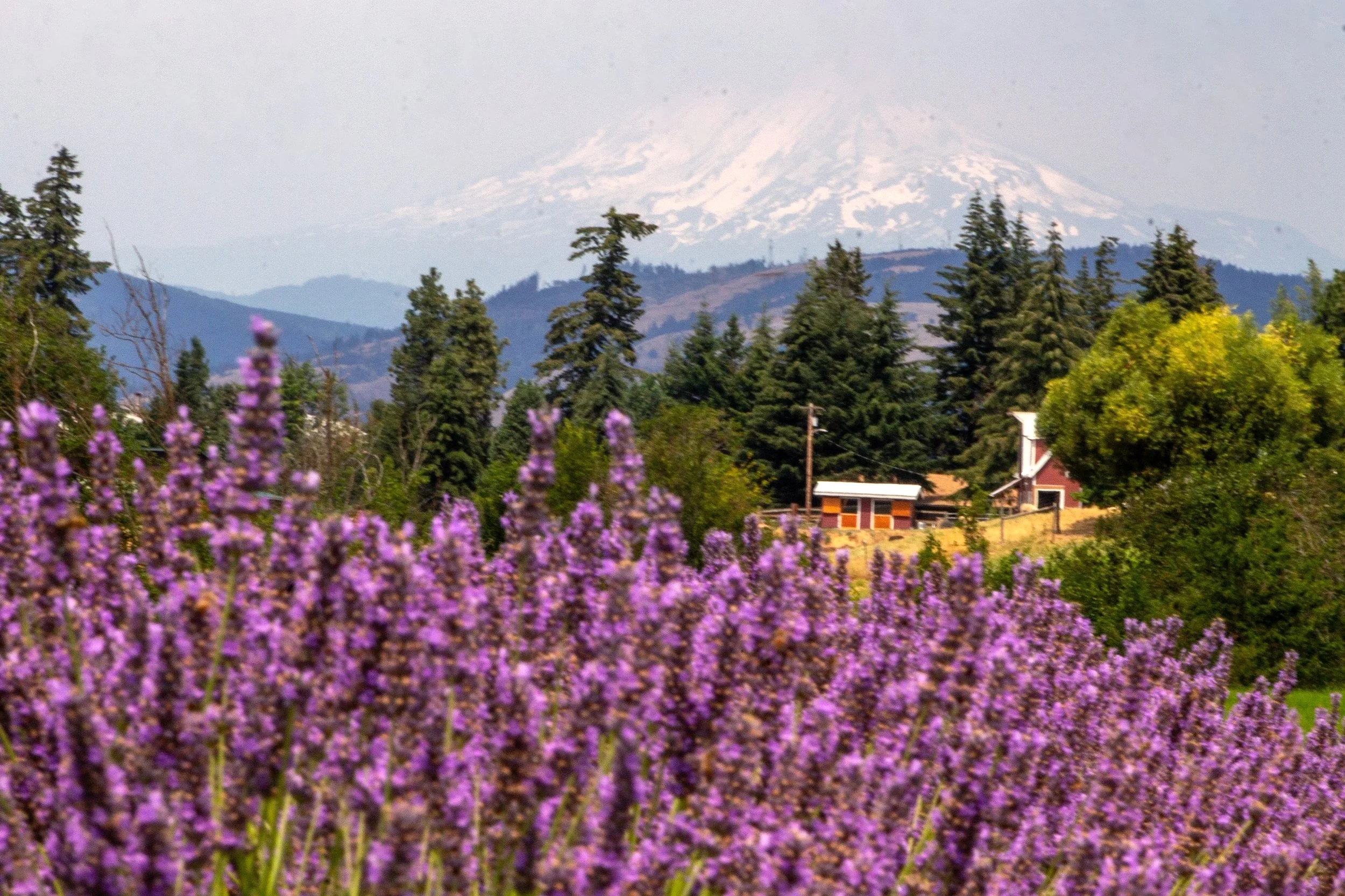 7 Stunning Lavender Farms near Portland — Pines and Vines