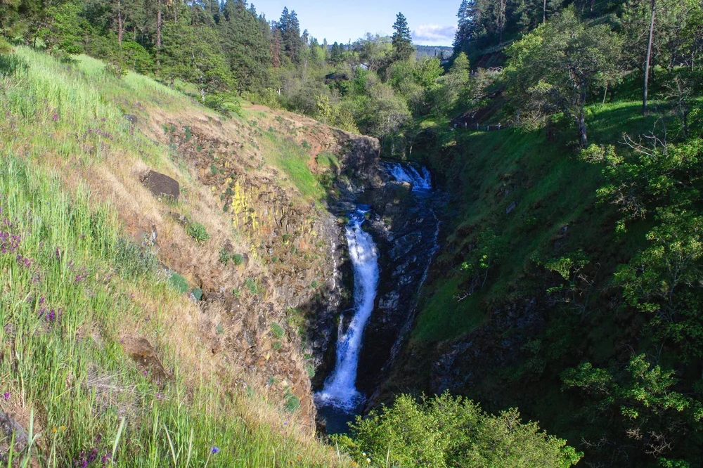 The Glorious Wildflowers of the Mosier Plateau — Pines and Vines