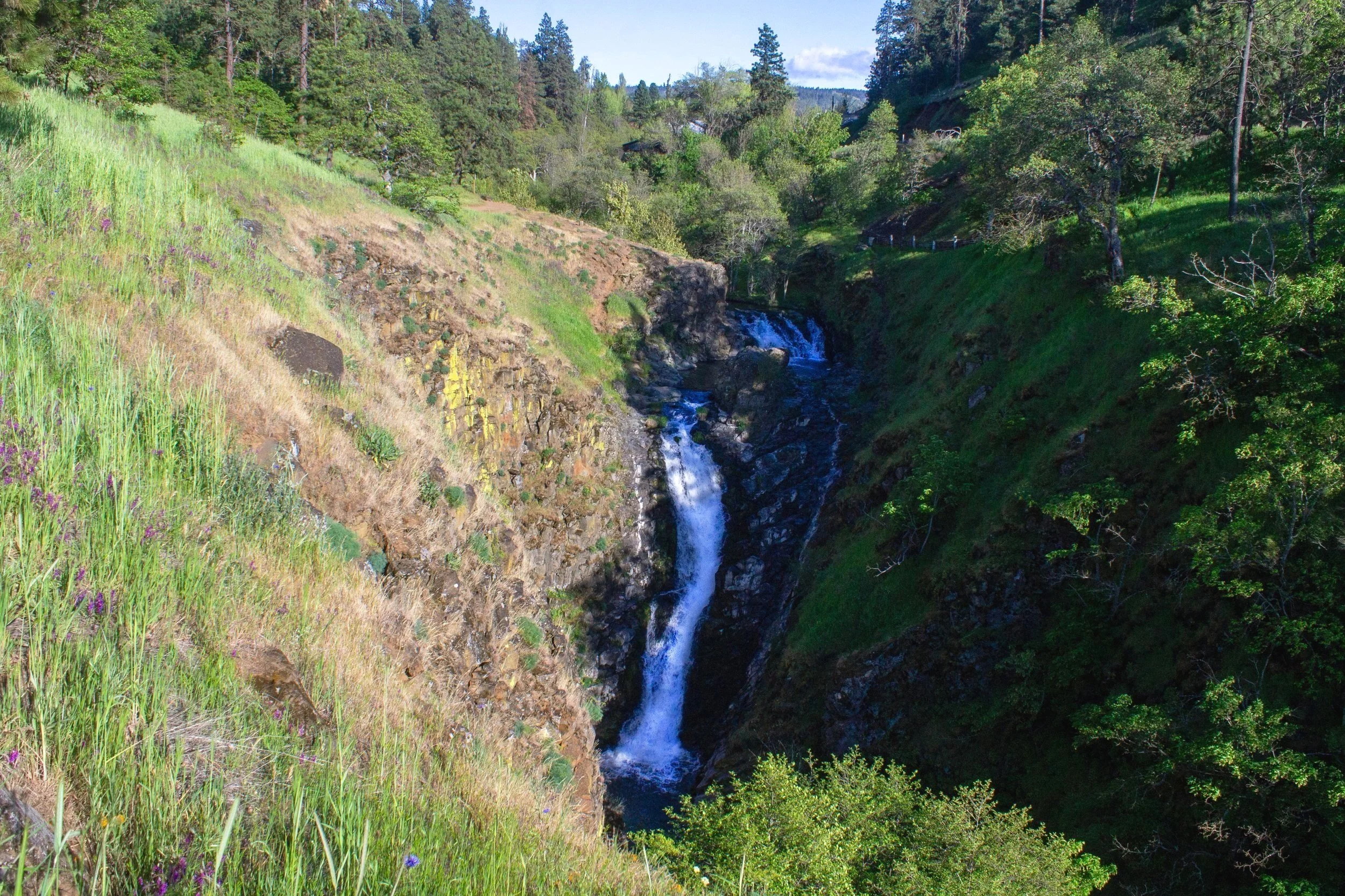 The Glorious Wildflowers of the Mosier Plateau — Pines and Vines