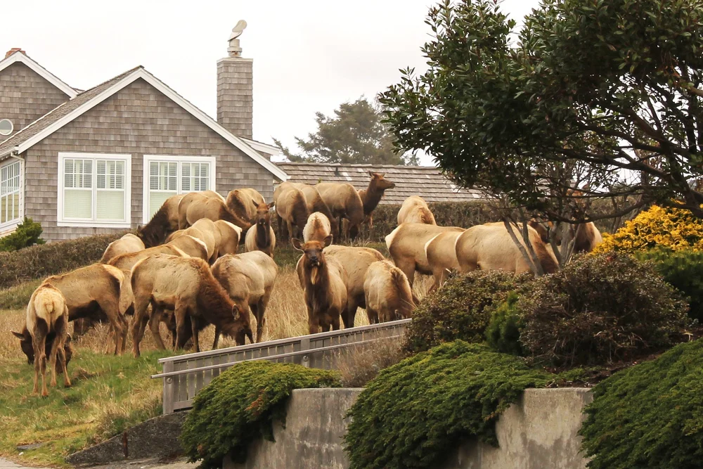 Amazing Wildlife of the Oregon Coast (and where to see it! — Pines and ...