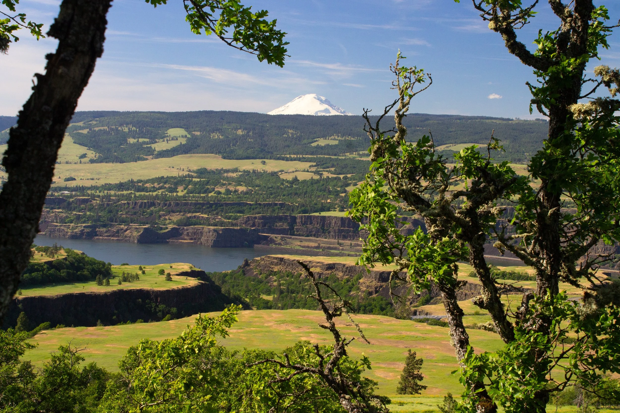 Tom McCall Point Wildflower Hike — Pines and Vines