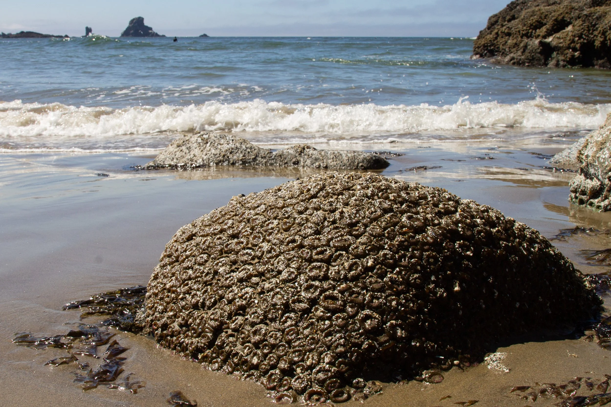 Quick Guide to Indian Beach, OR — Pines and Vines