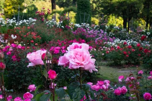 Quick Guide to the Portland Rose Garden — Pines and Vines