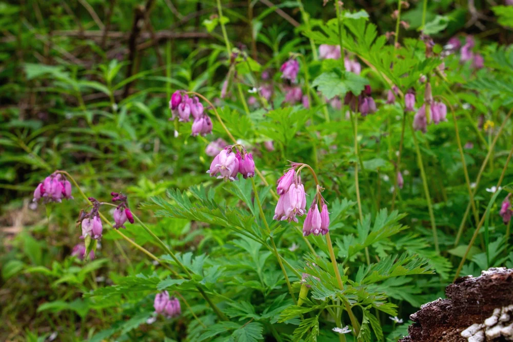 Hike the Shellburg Falls Trail [Reopened 2024] — Pines and Vines