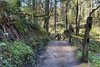 Portland’s 4T Trail, Step by Step — Pines and Vines