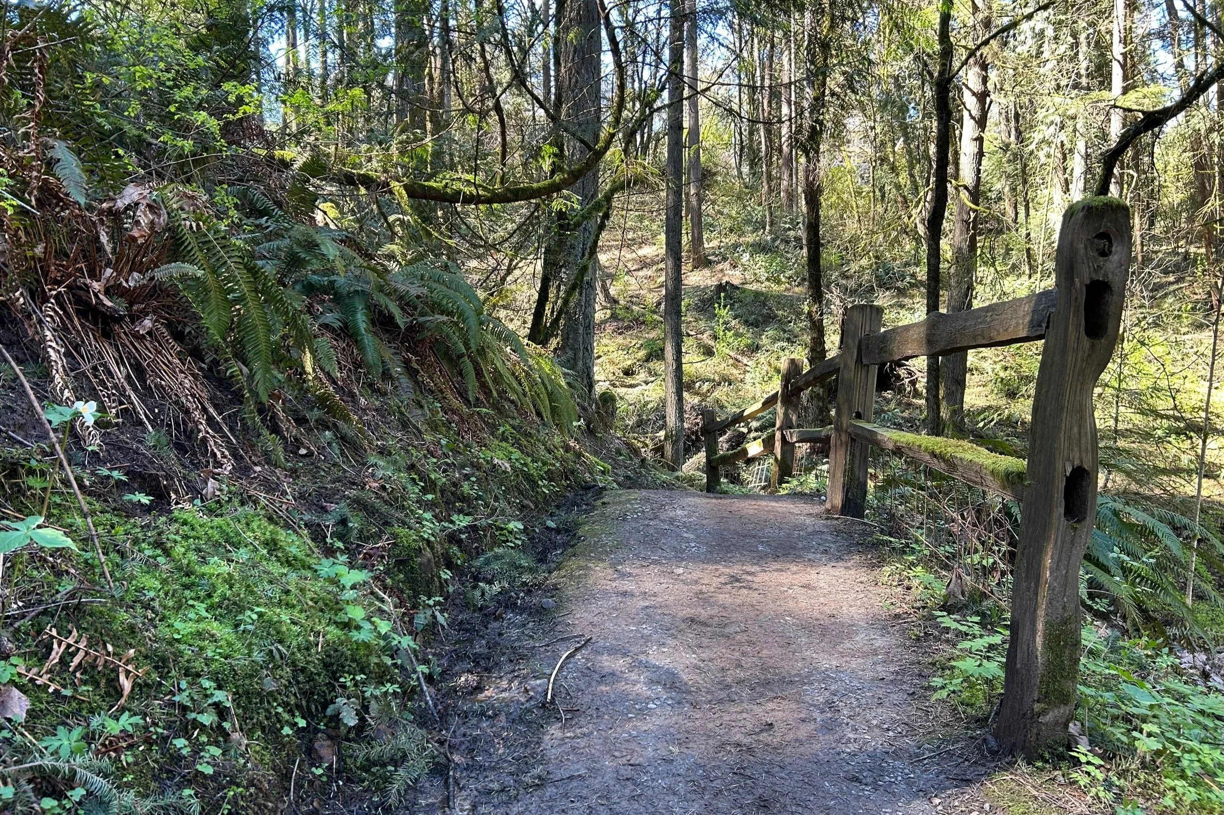 Portland’s 4T Trail, Step by Step — Pines and Vines