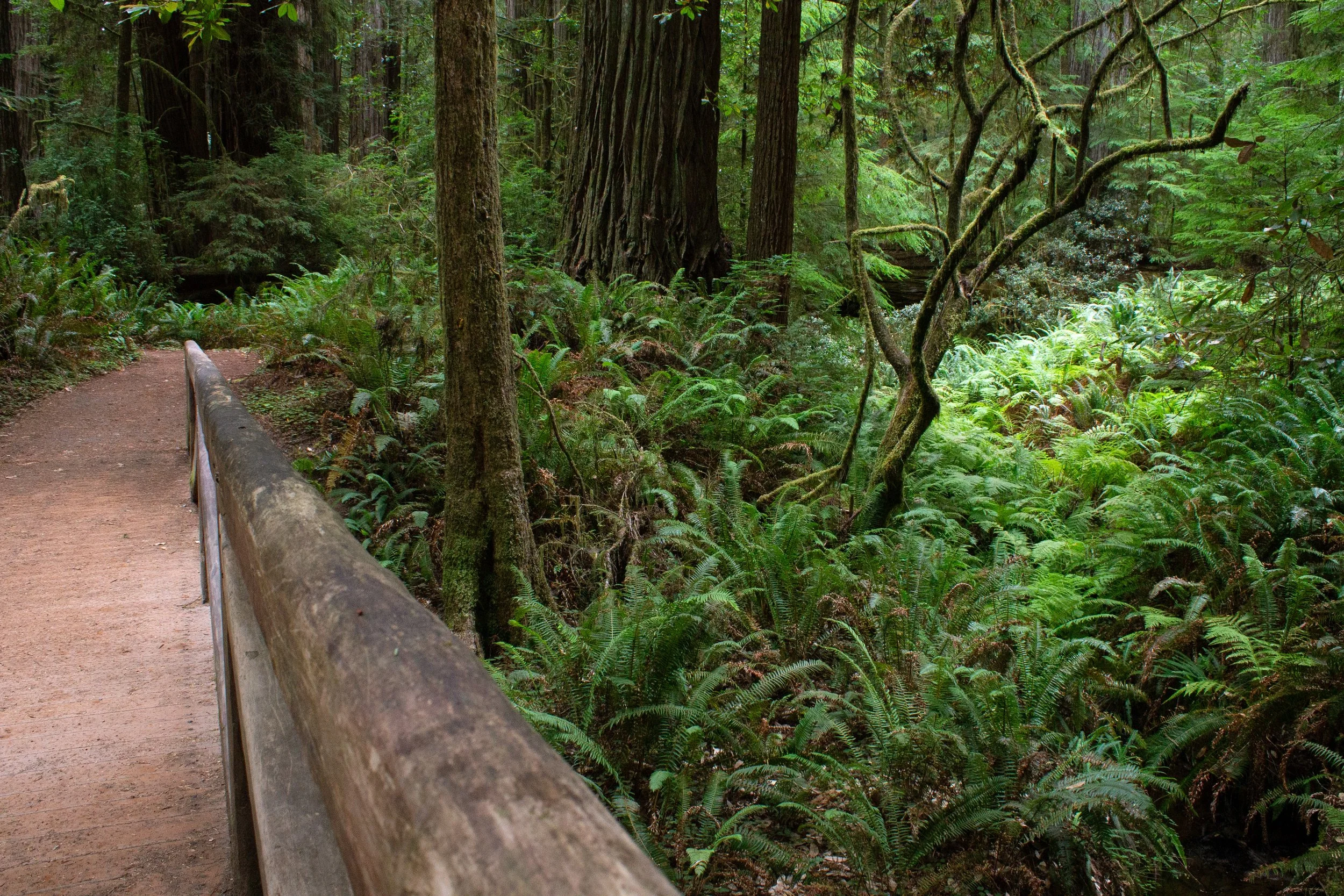 Quick Guide to Jedediah Smith Redwoods State Park — Pines and Vines