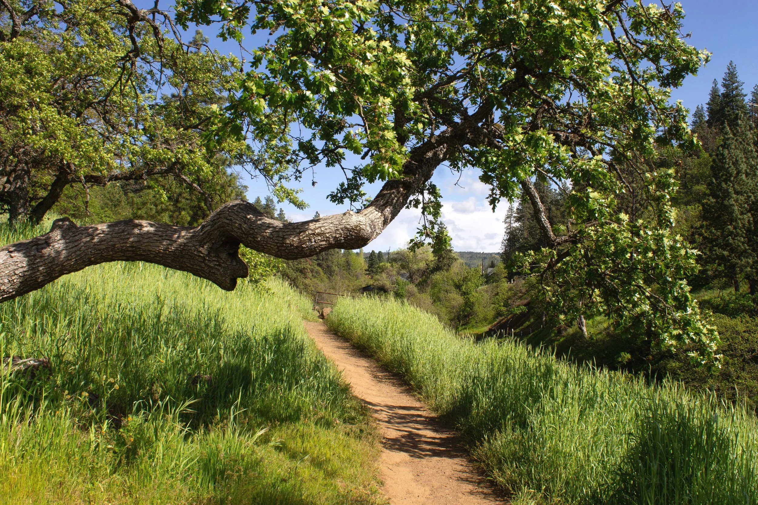The Glorious Wildflowers of the Mosier Plateau — Pines and Vines