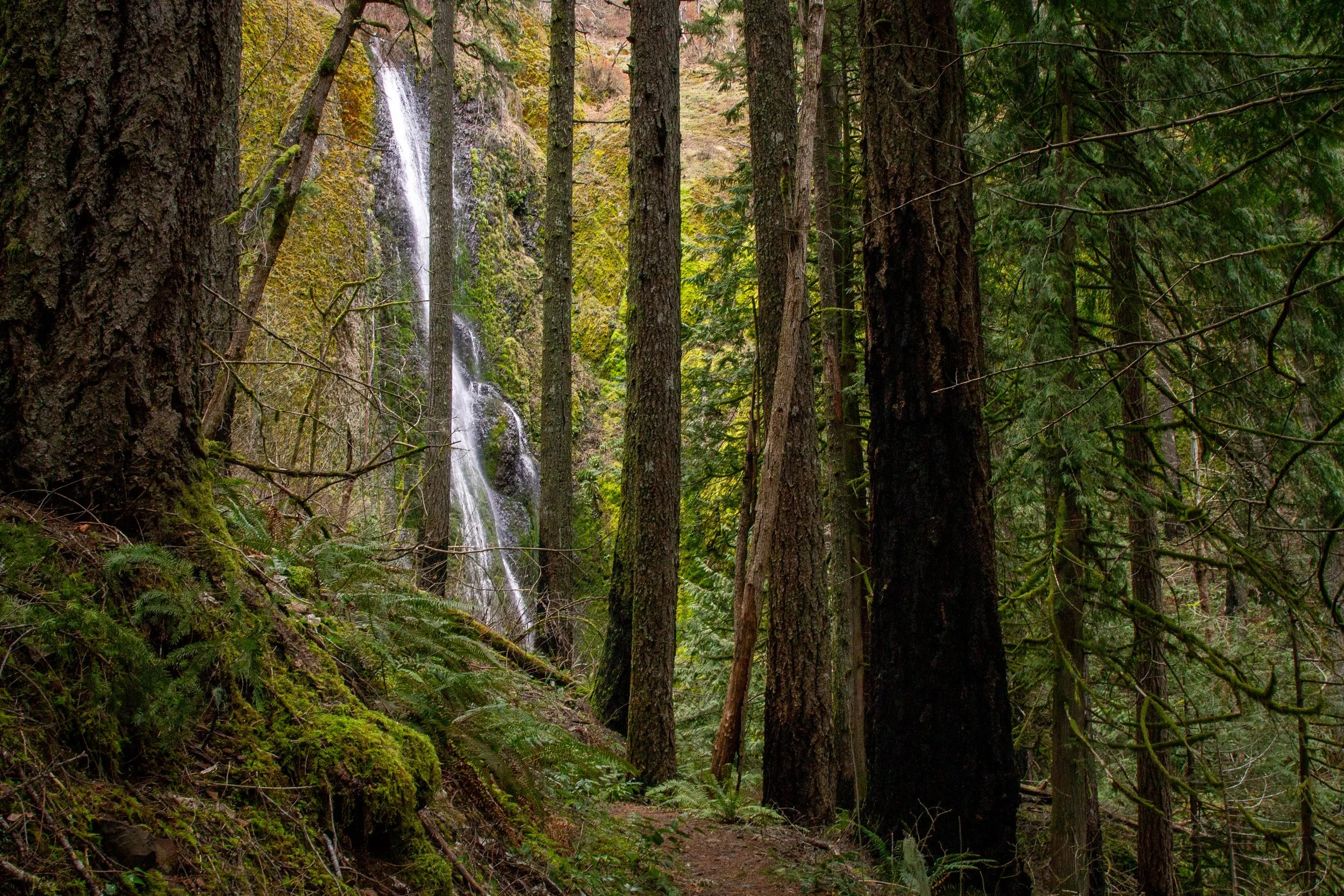 15 Hidden Gem Hikes near Portland — Pines and Vines