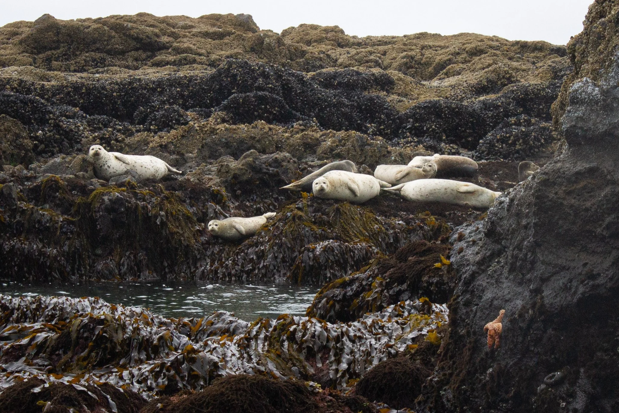 Neptune State Scenic Viewpoint — Pines and Vines