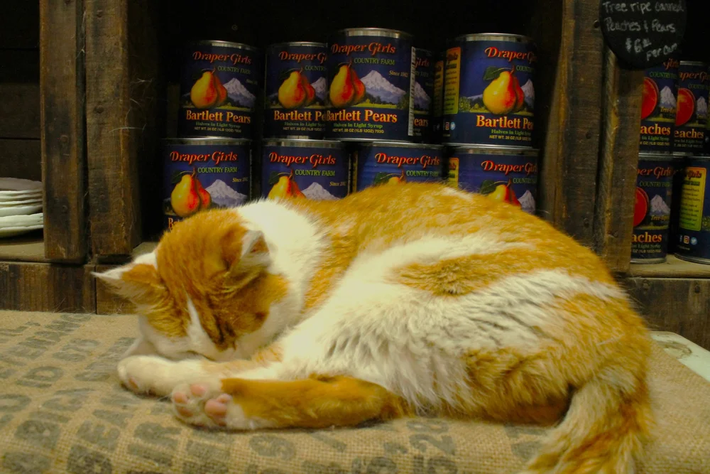 Best 11 Things to Do in the Hood River Fruit Loop — Pines and Vines ...