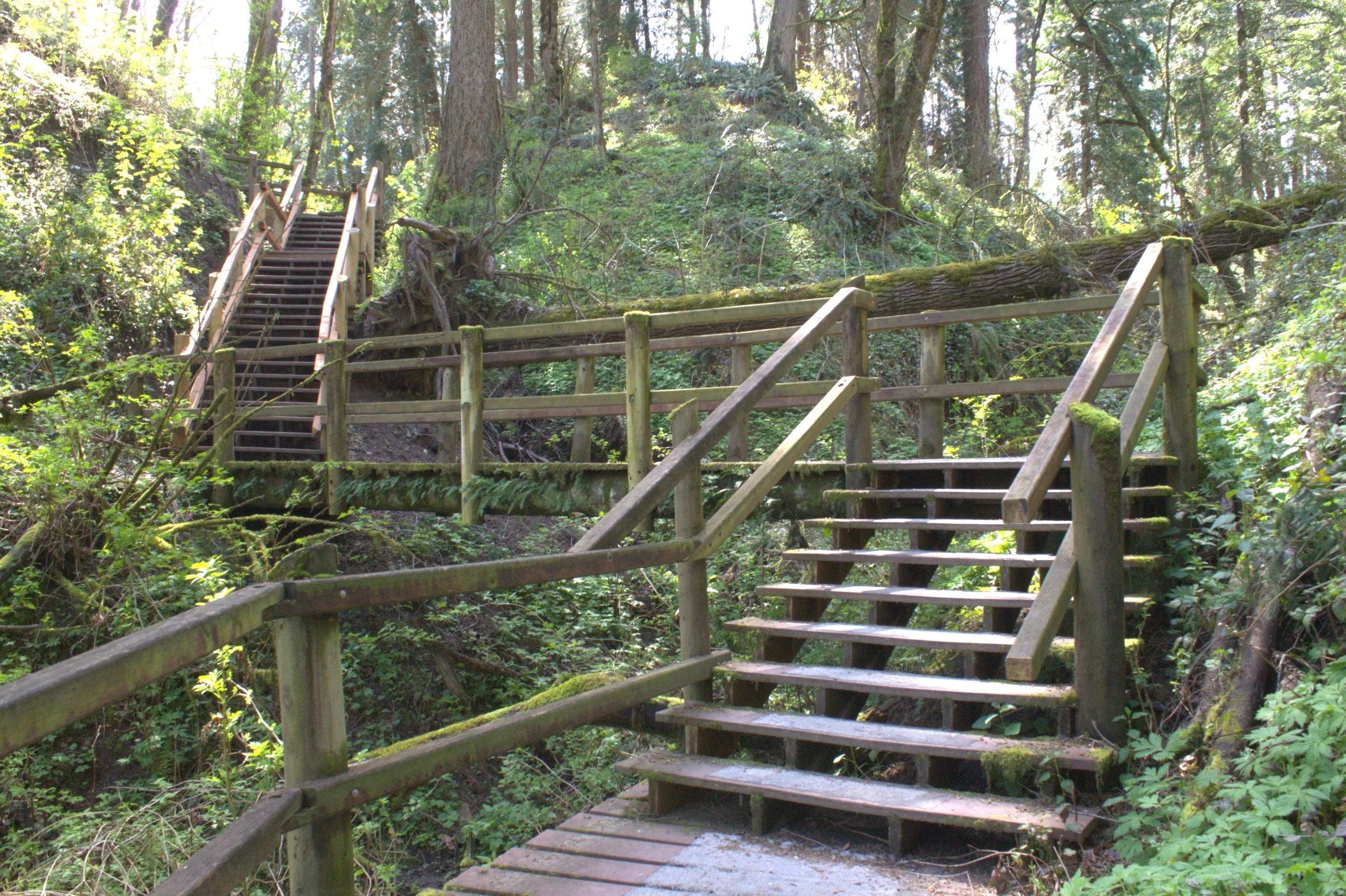 7 Beautiful Places to See Trillium Blooming near Portland — Pines and Vines