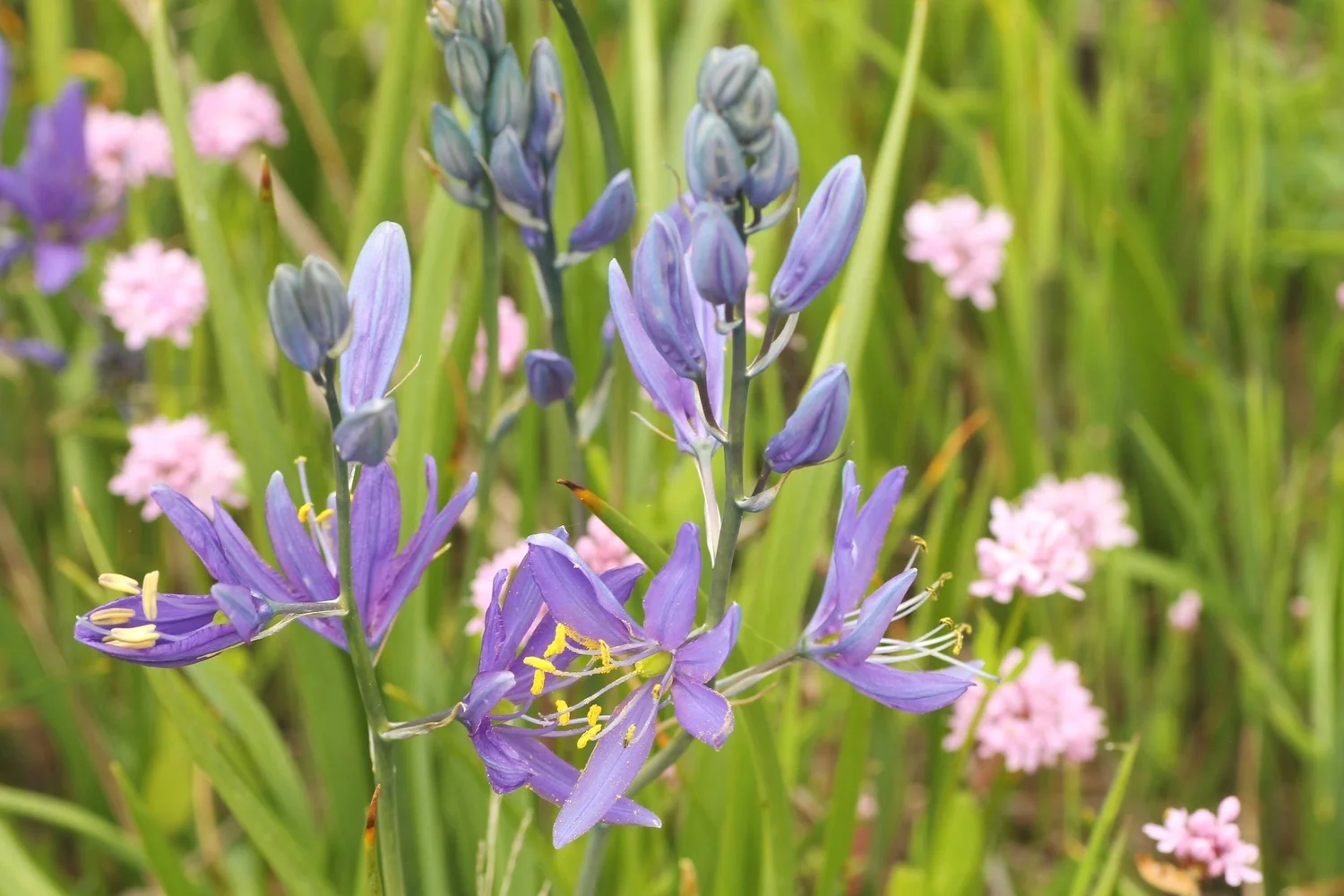 Camassia Natural Area and 2 More Parks to See Camas Blooming Near ...