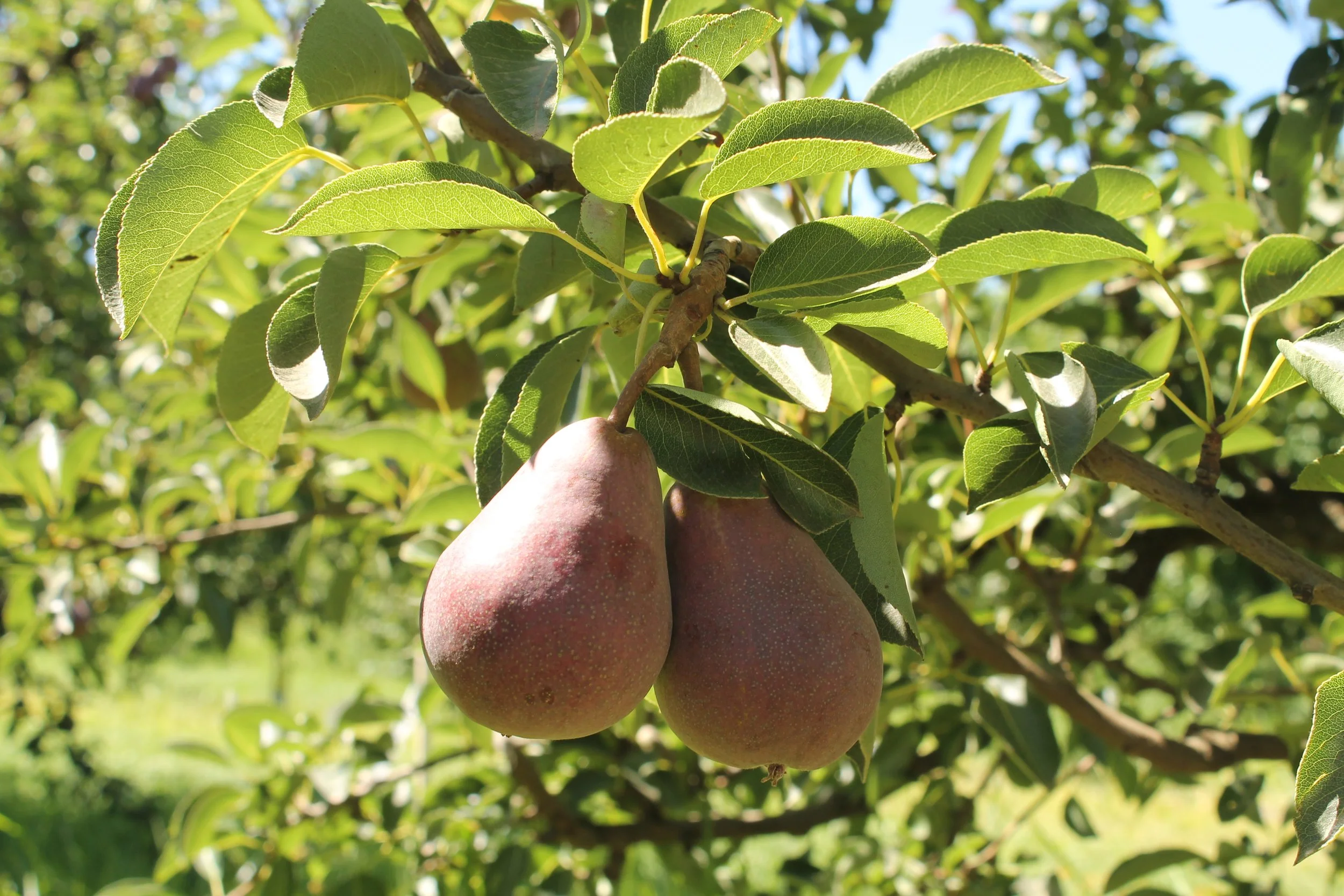 Best 11 Things to Do in the Hood River Fruit Loop — Pines and Vines ...