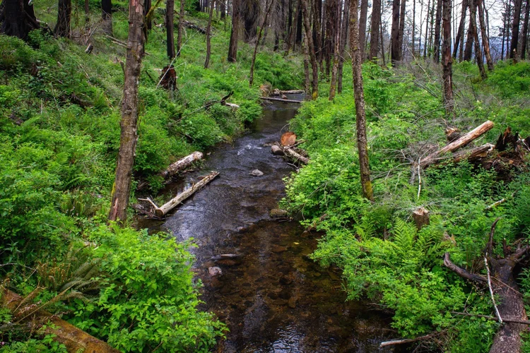 Hike the Shellburg Falls Trail [Reopened 2024] — Pines and Vines