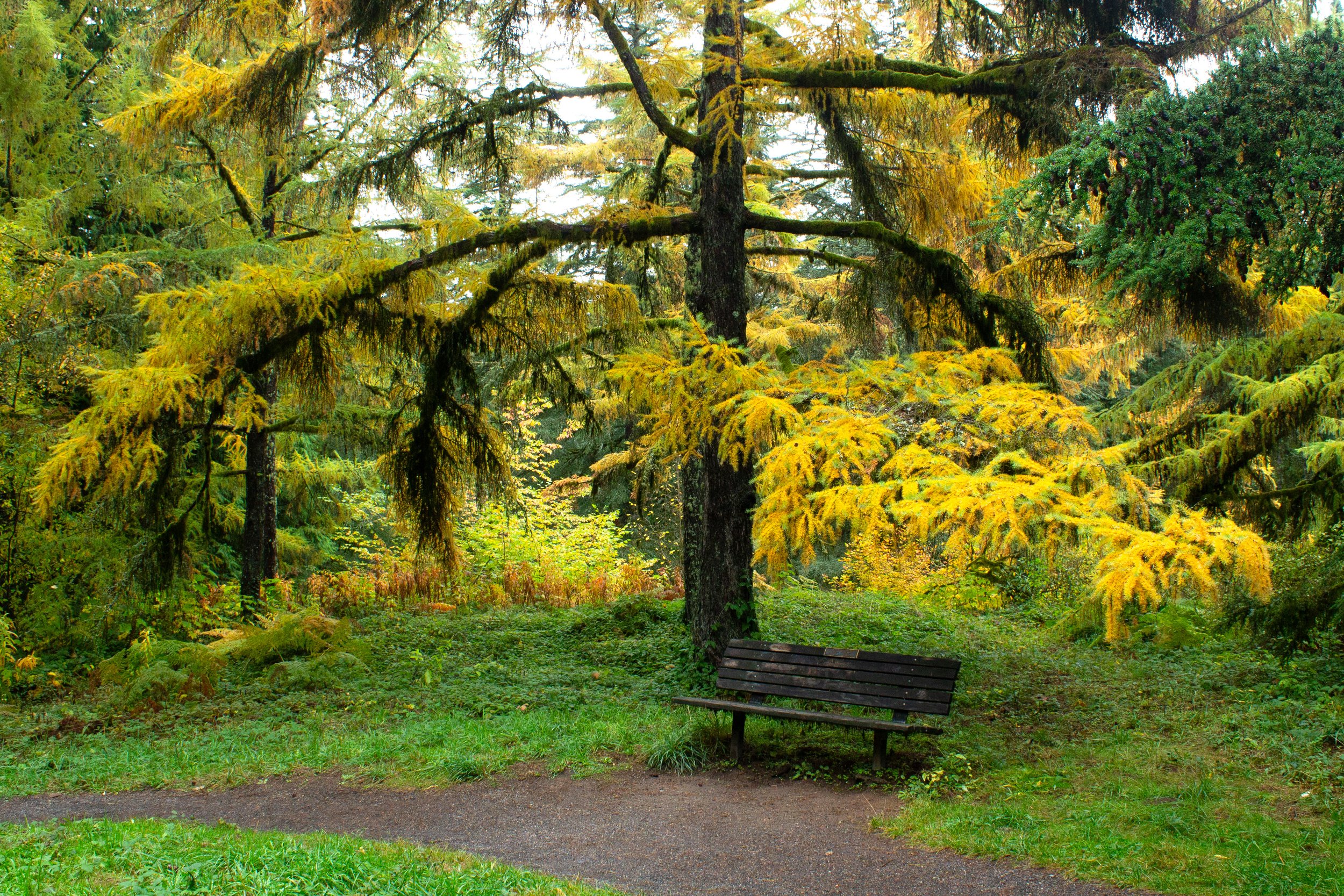 15 Stunning Fall Color Hikes near Portland — Pines and Vines